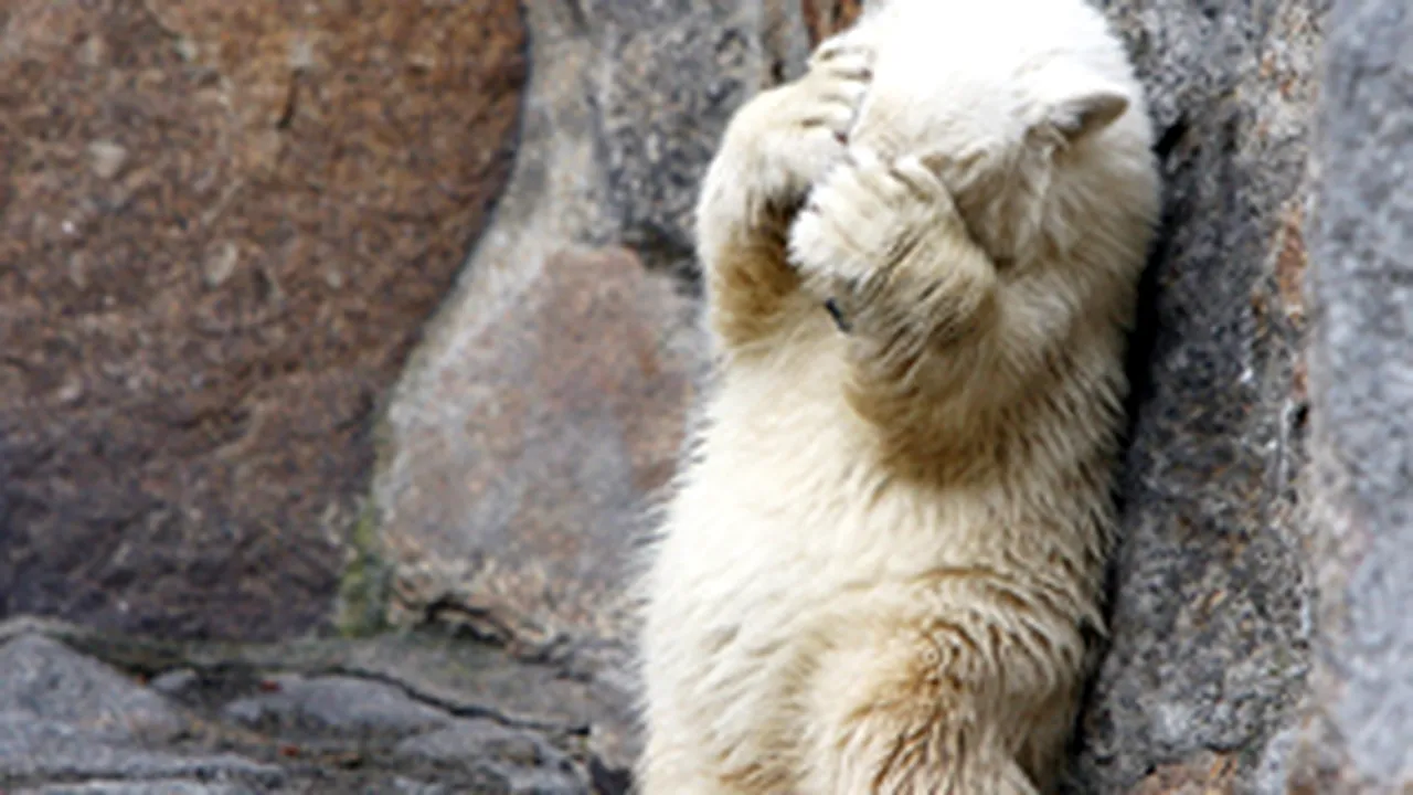 Germania: Pui de urs polar mâncat de propria mamă, la o gradină zoologică