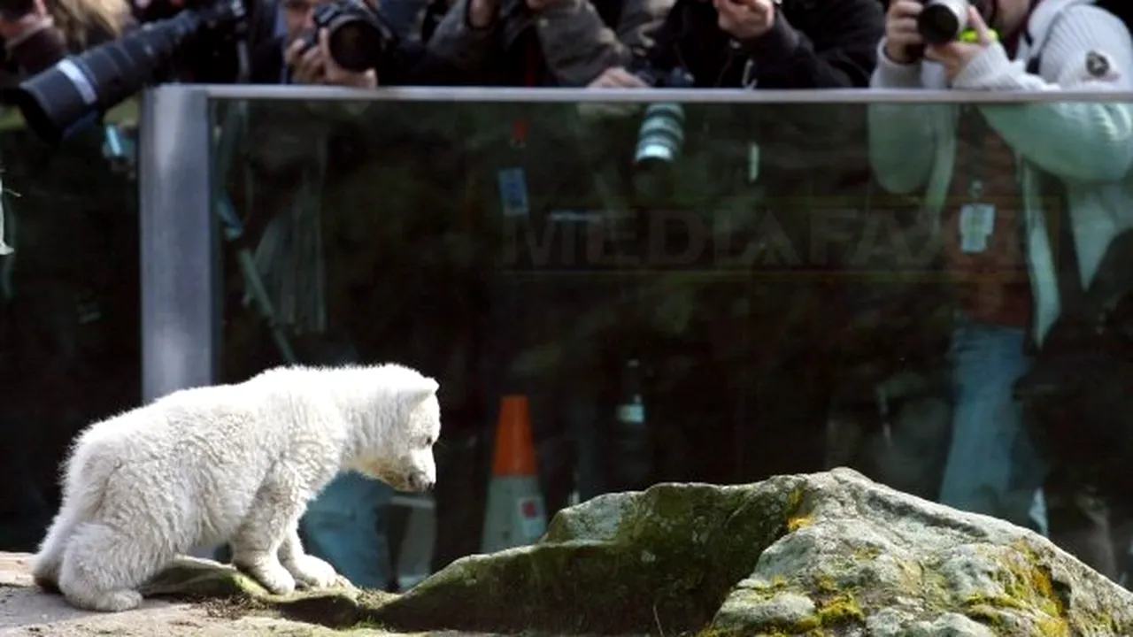 Celebrul urs polar Knut a murit. Fanii au adus flori şi mesaje de adio ...