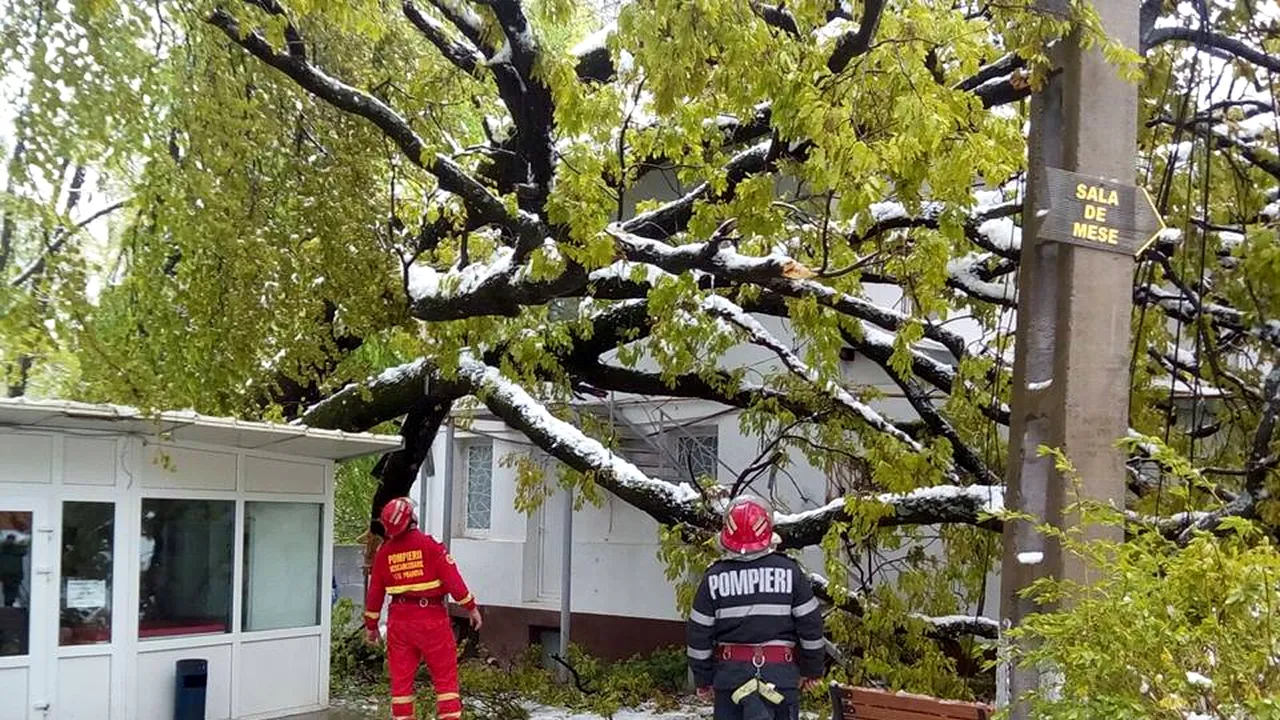 Un copac secular a căzut peste o clădire a Spitalului Voila din Câmpina