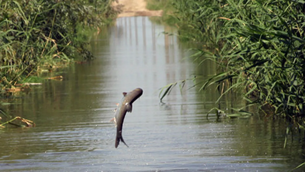 Râul Prut a ieşit din matcă în câteva zone din judeţul Galaţi