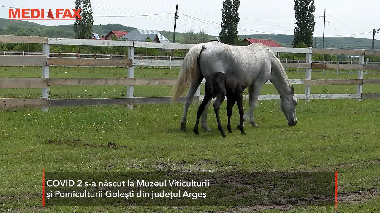 La muzeul Goleşti era aşteptată Izoleta, dar s-a născut mânzul COVID 2
